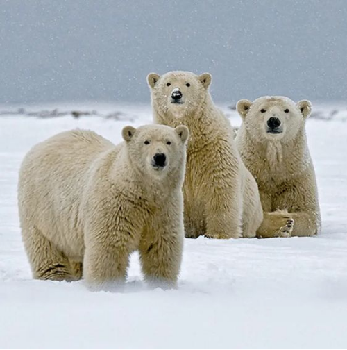 The Willow Project: What it is, and why you should care – Halcyonite